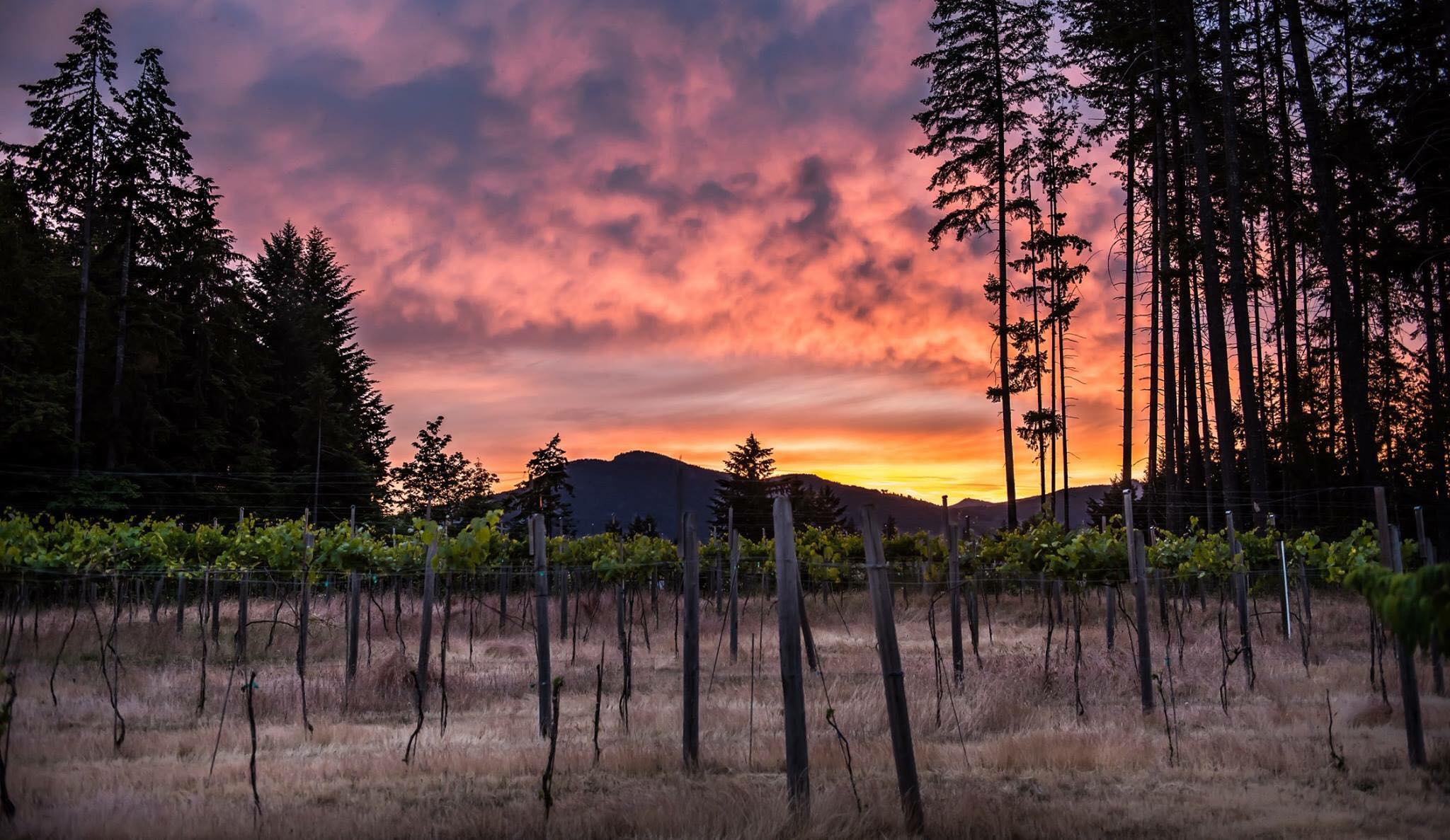 Rustic Wedding Venues on Vancouver Island